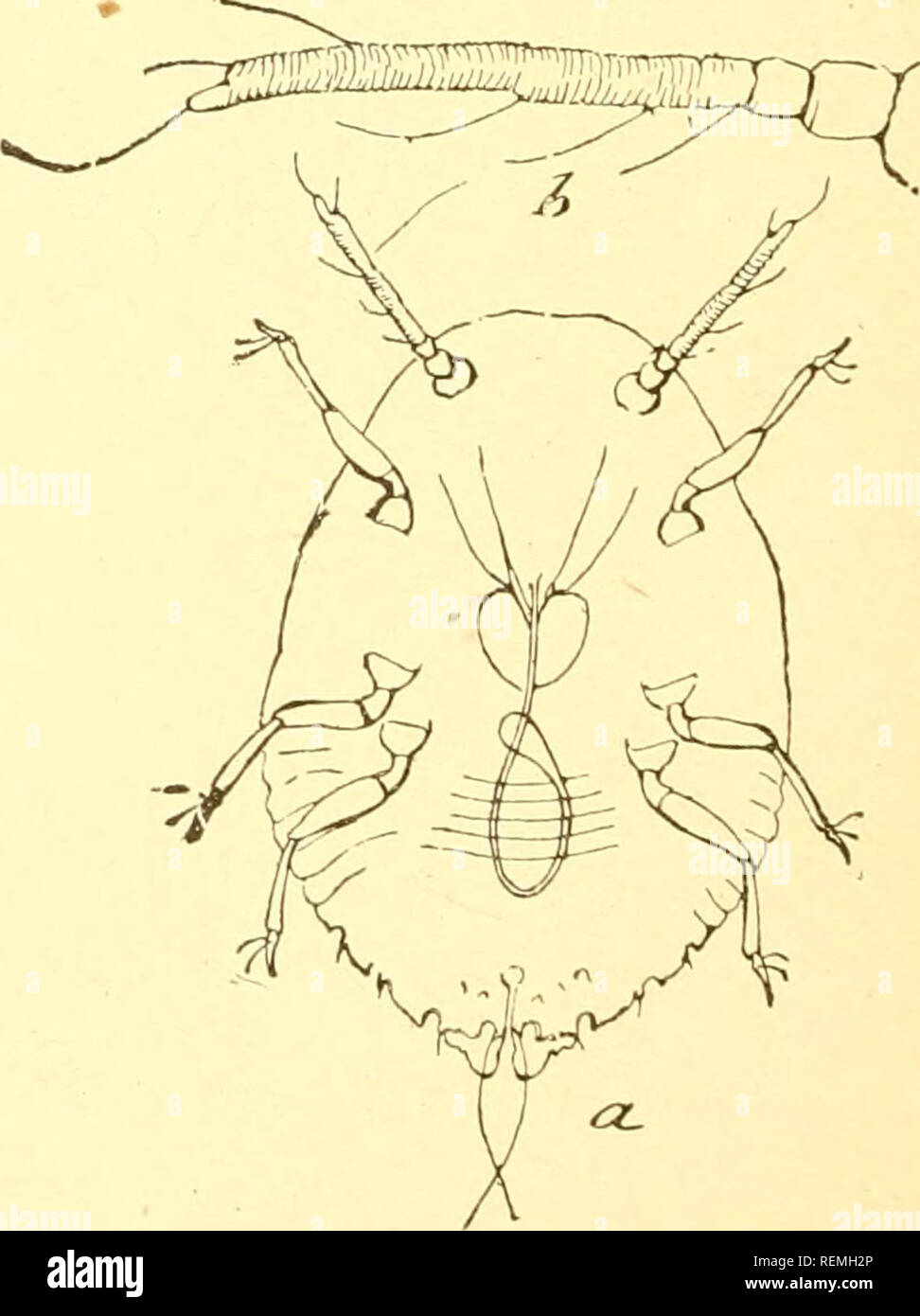 . Circular. Insect pests; Insect pests. Fig. 2.—San Jose tjcale. Applo ...