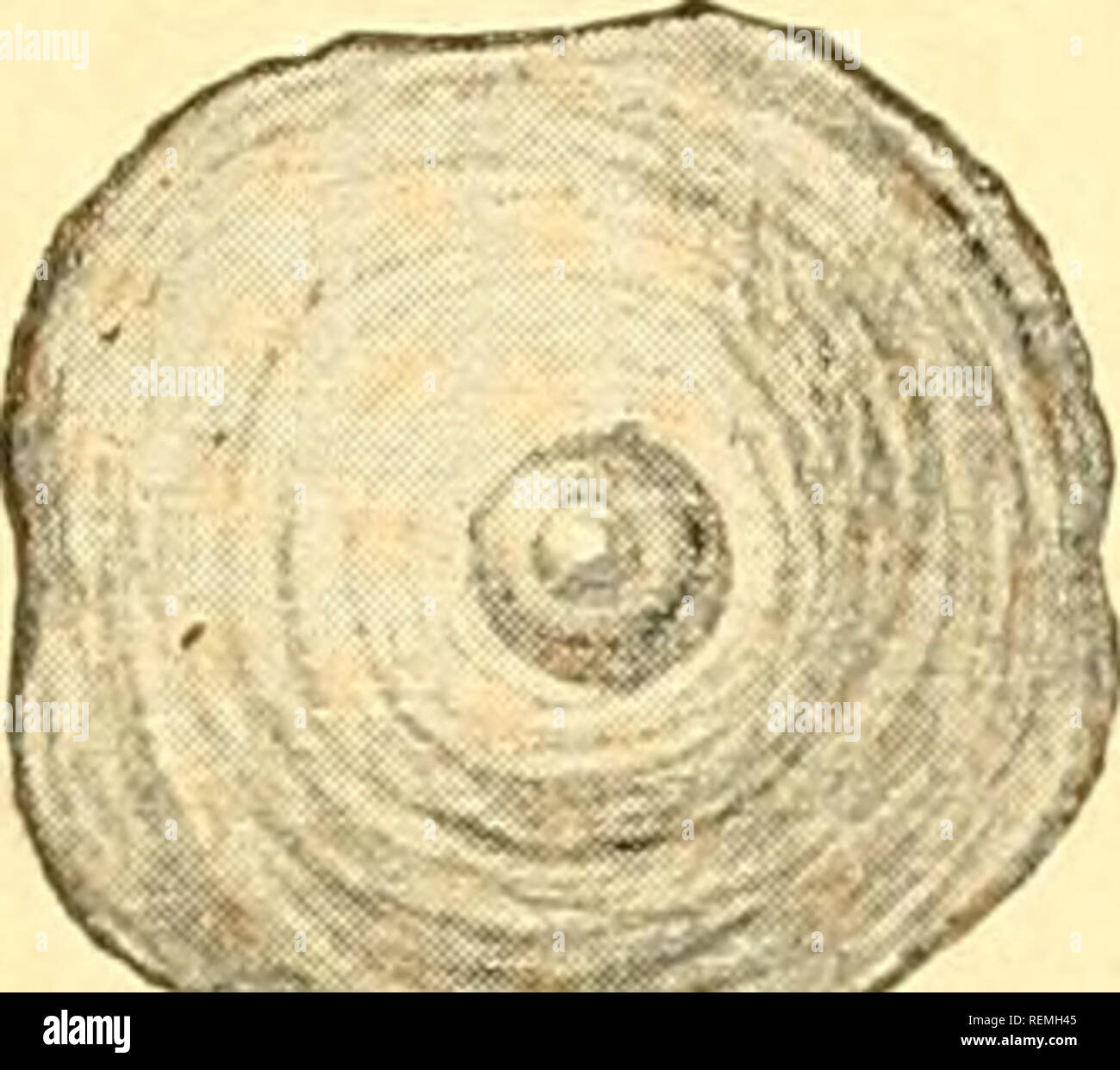 Armored scale insects hi-res stock photography and images - Alamy