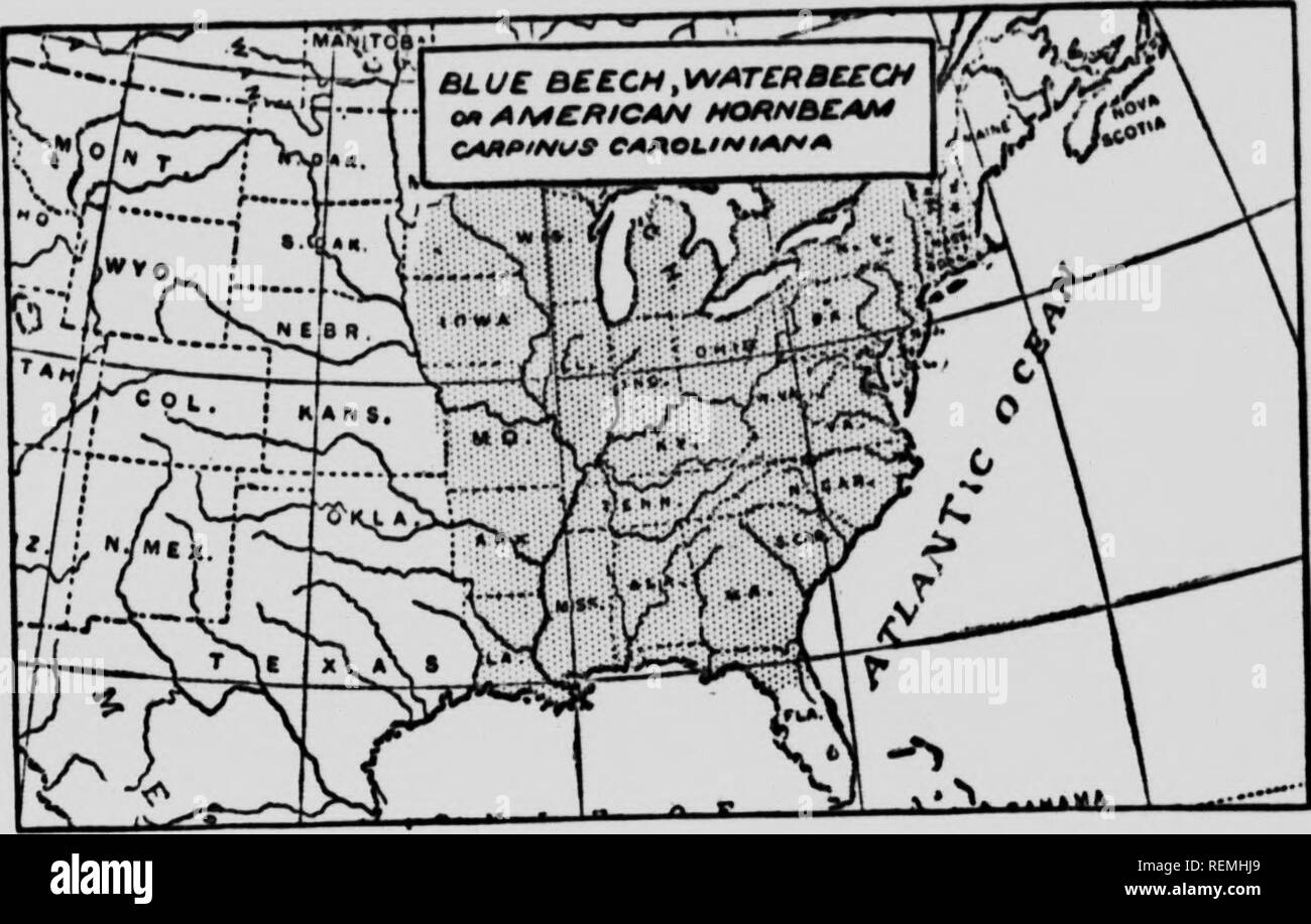 Strong tree s Black and White Stock Photos & Images - Alamy