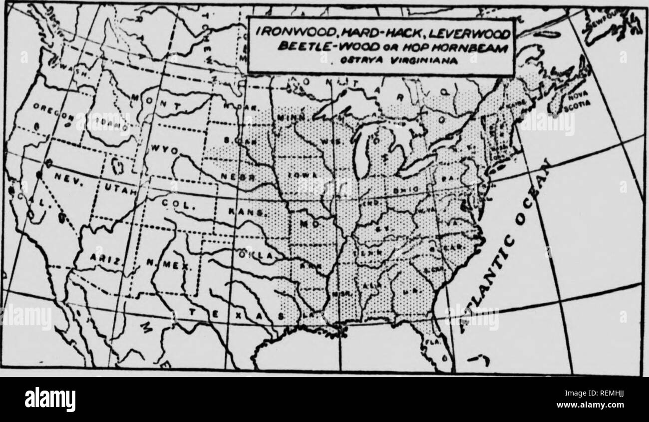 Tall broad rounded tree hi-res stock photography and images - Alamy