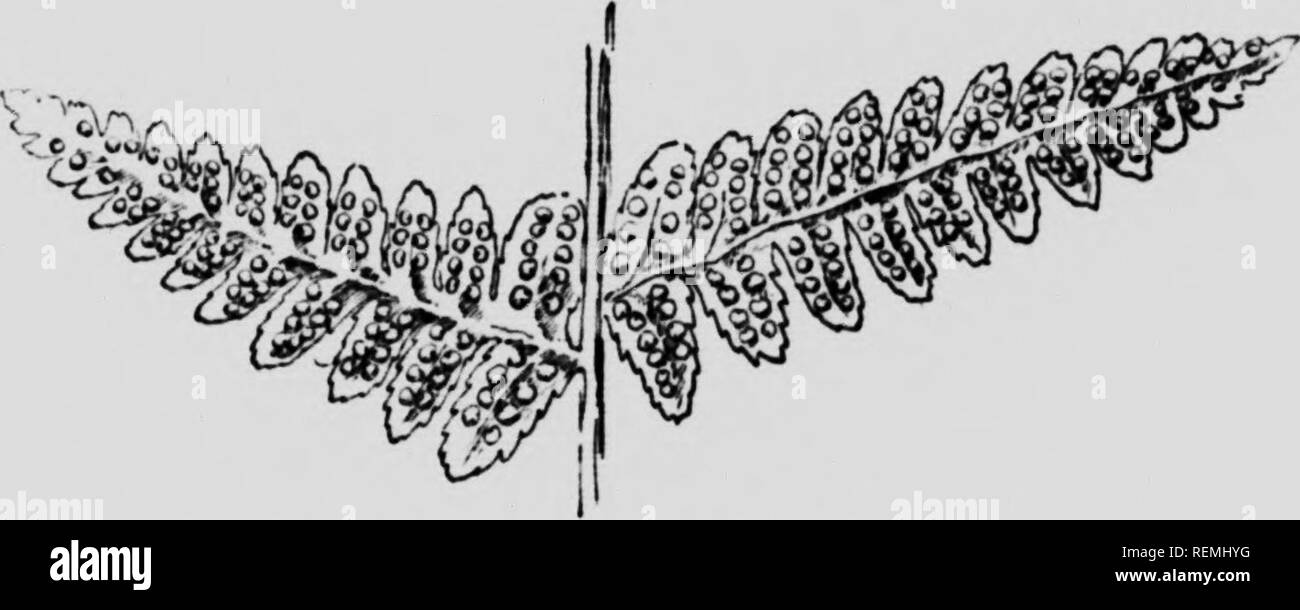 . Our ferns in their haunts [microform] : a guide to all the native ...