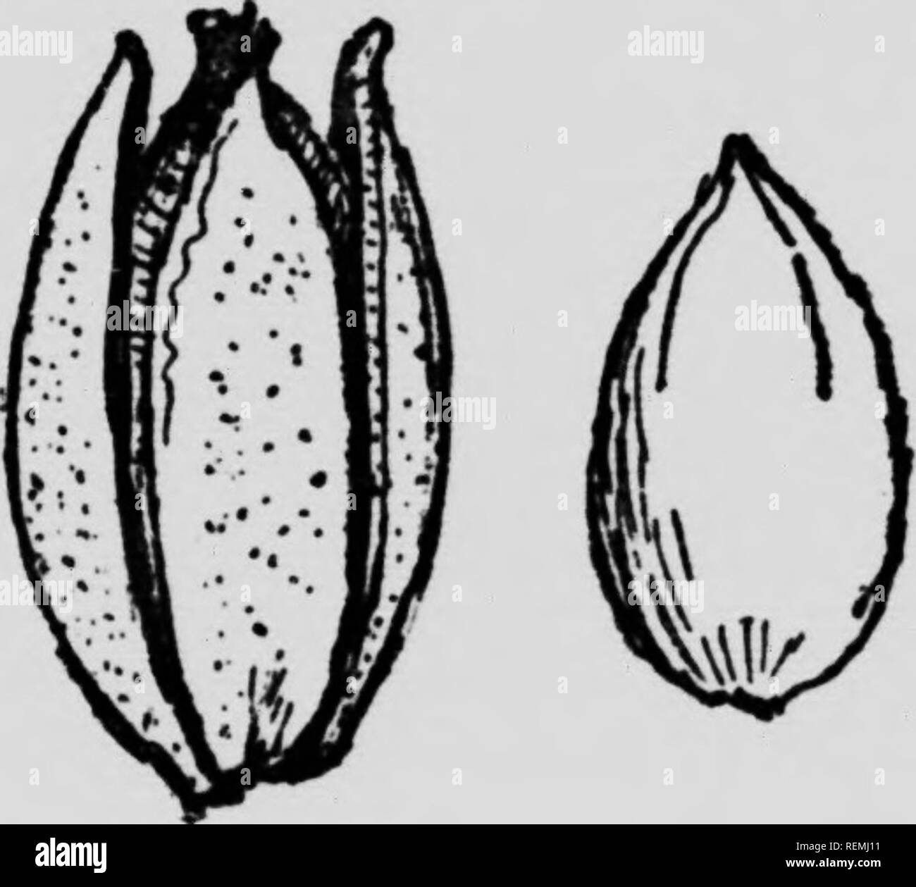 Nuts smooth Black and White Stock Photos & Images - Alamy