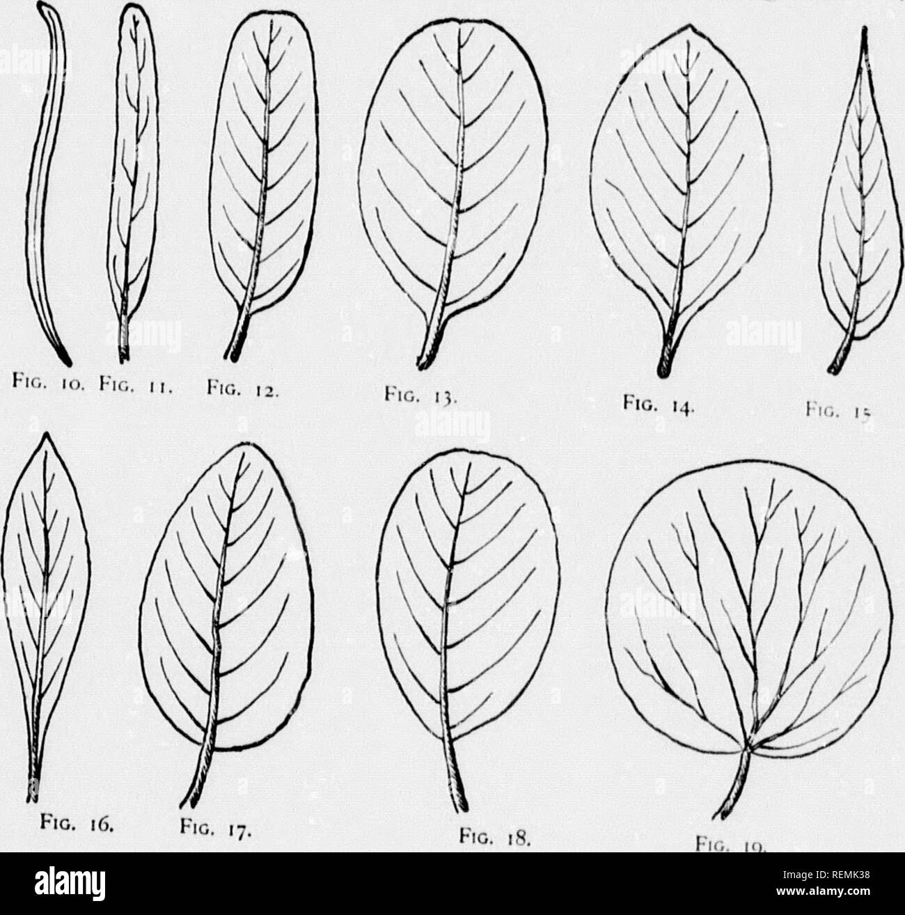 . Our native trees and how to identify them [microform] : a popular ...