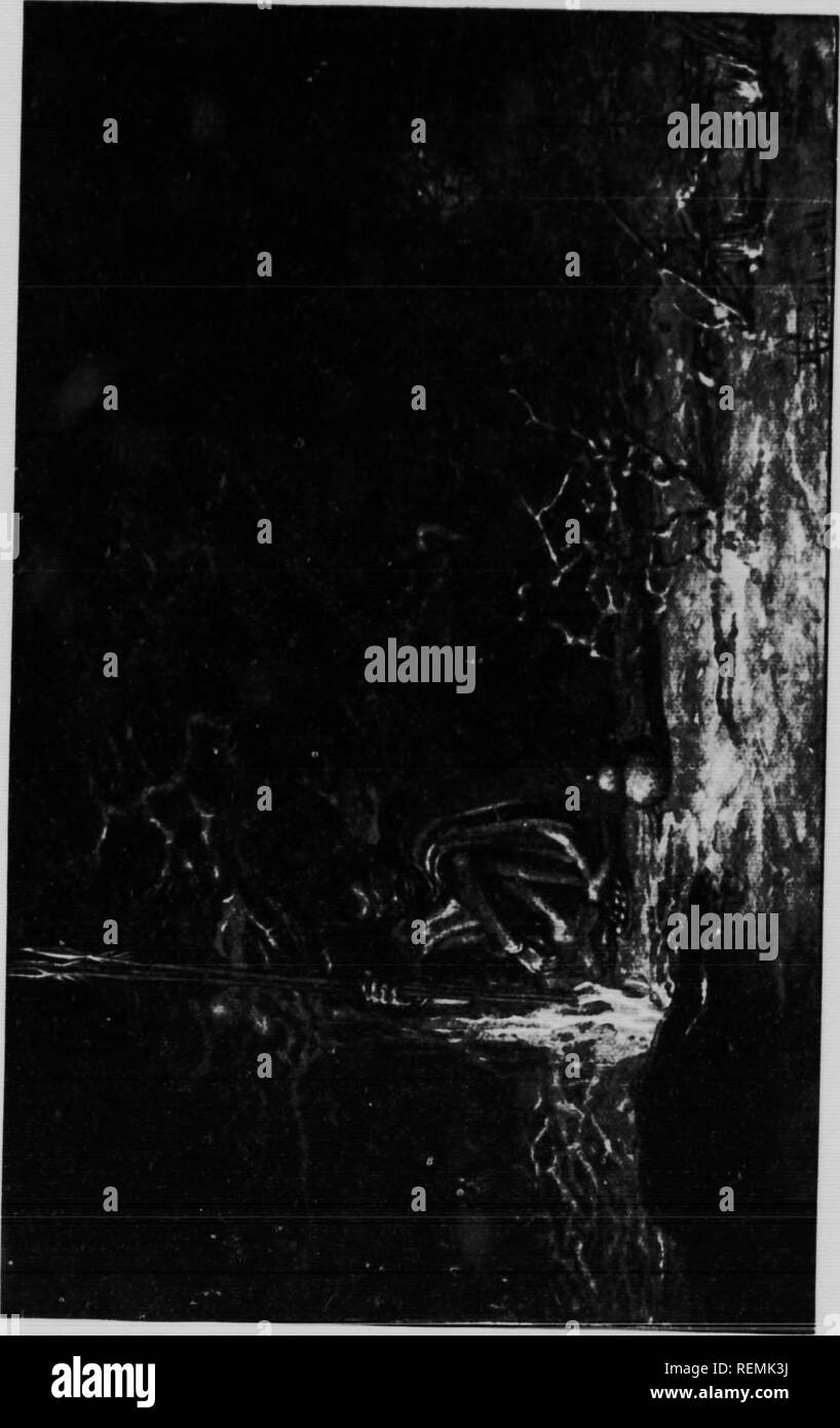 Tracking wildlife african Black and White Stock Photos & Images - Alamy