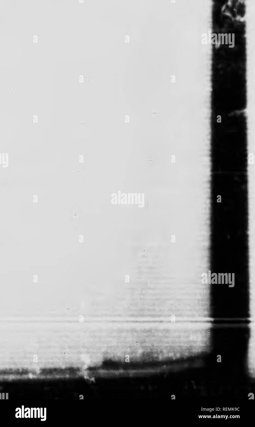 Muskrat house hi-res stock photography and images - Alamy