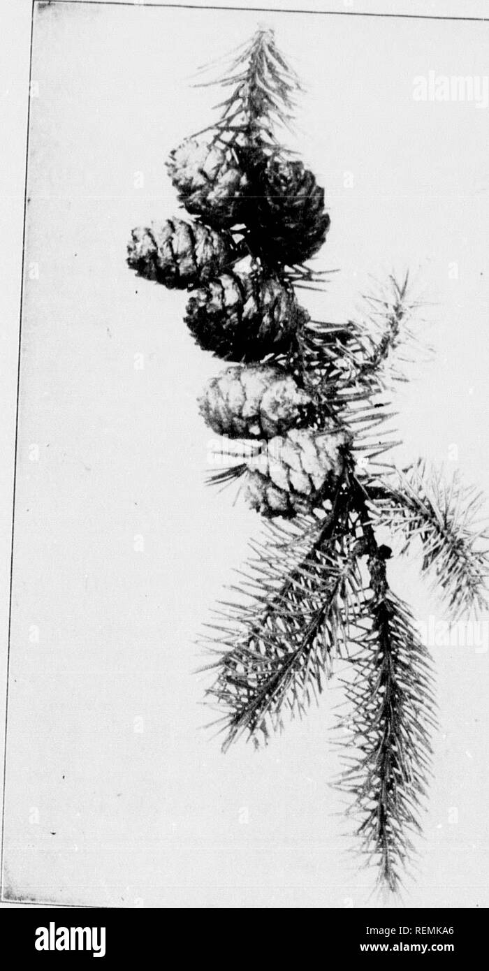 Ht scales hi-res stock photography and images - Alamy