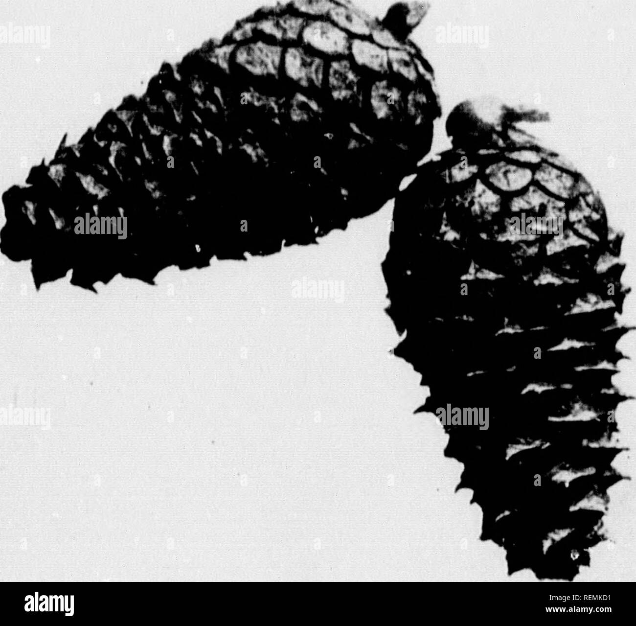 Tall slender pine trees in hi-res stock photography and images - Alamy