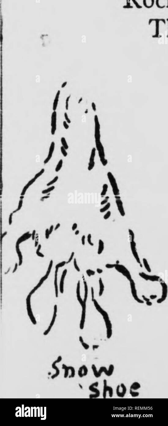 Rabbits foot Black and White Stock Photos & Images - Alamy