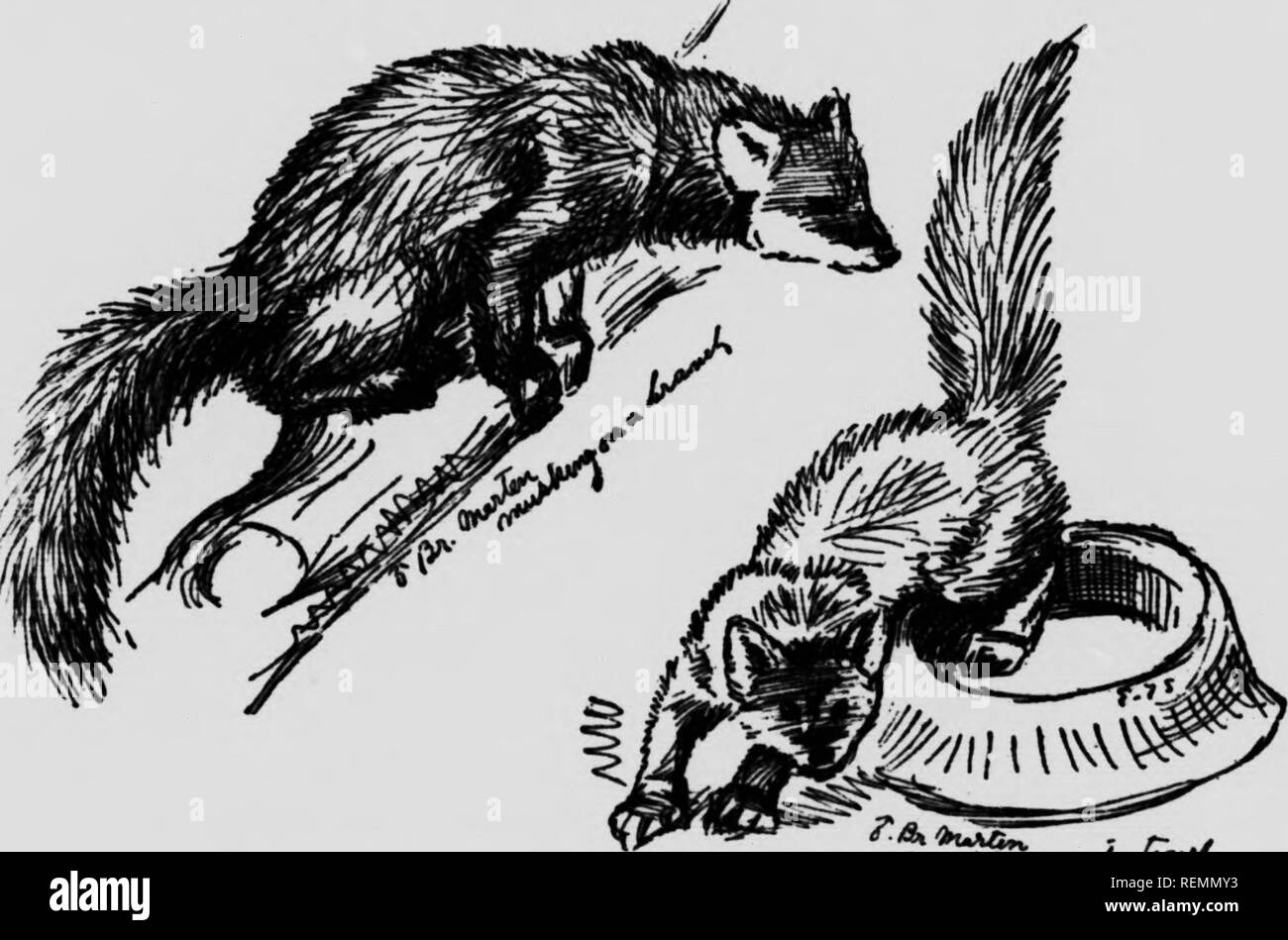 Animals Mating Drawing