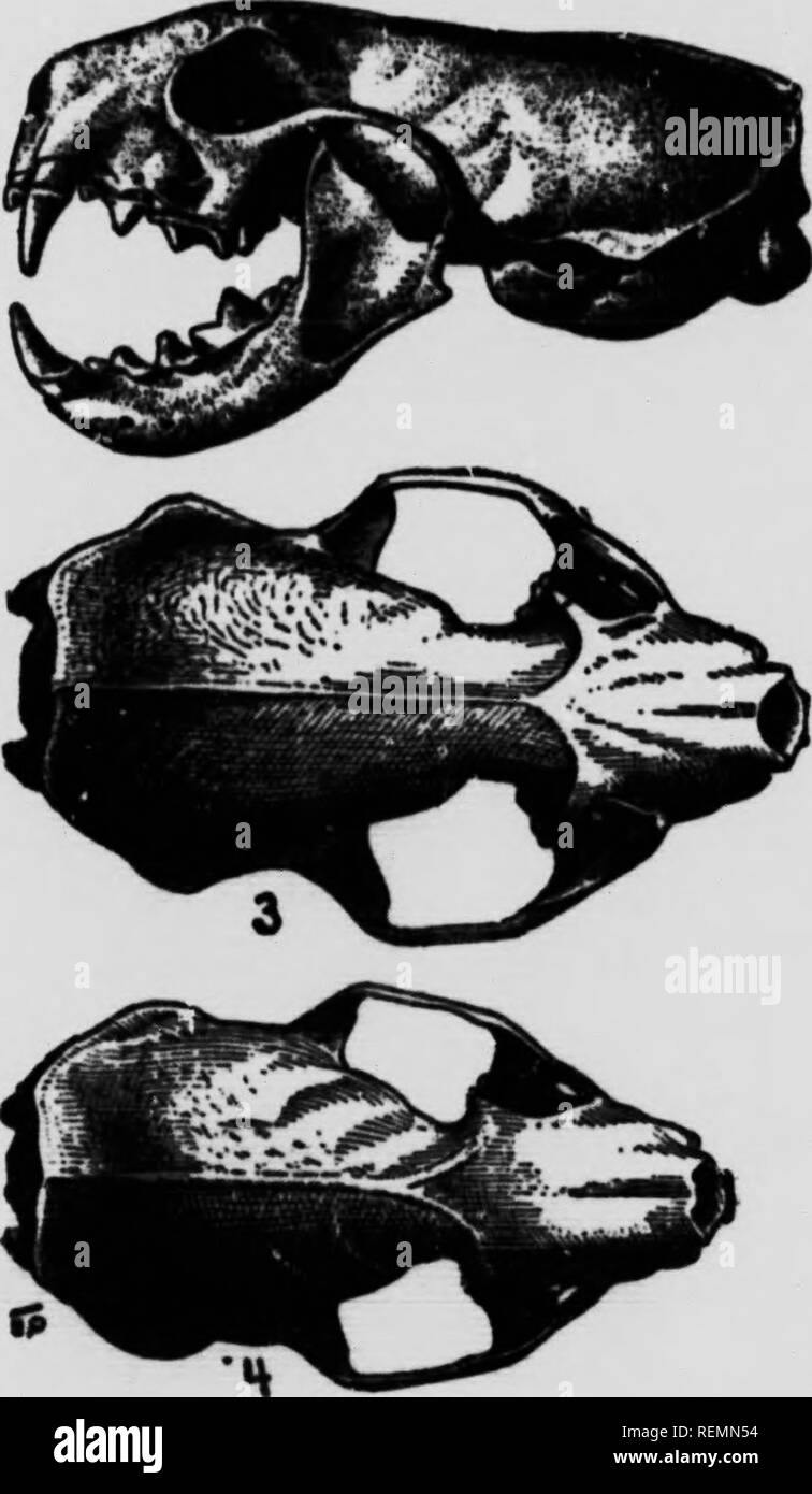 Weasel tracks hi-res stock photography and images - Alamy