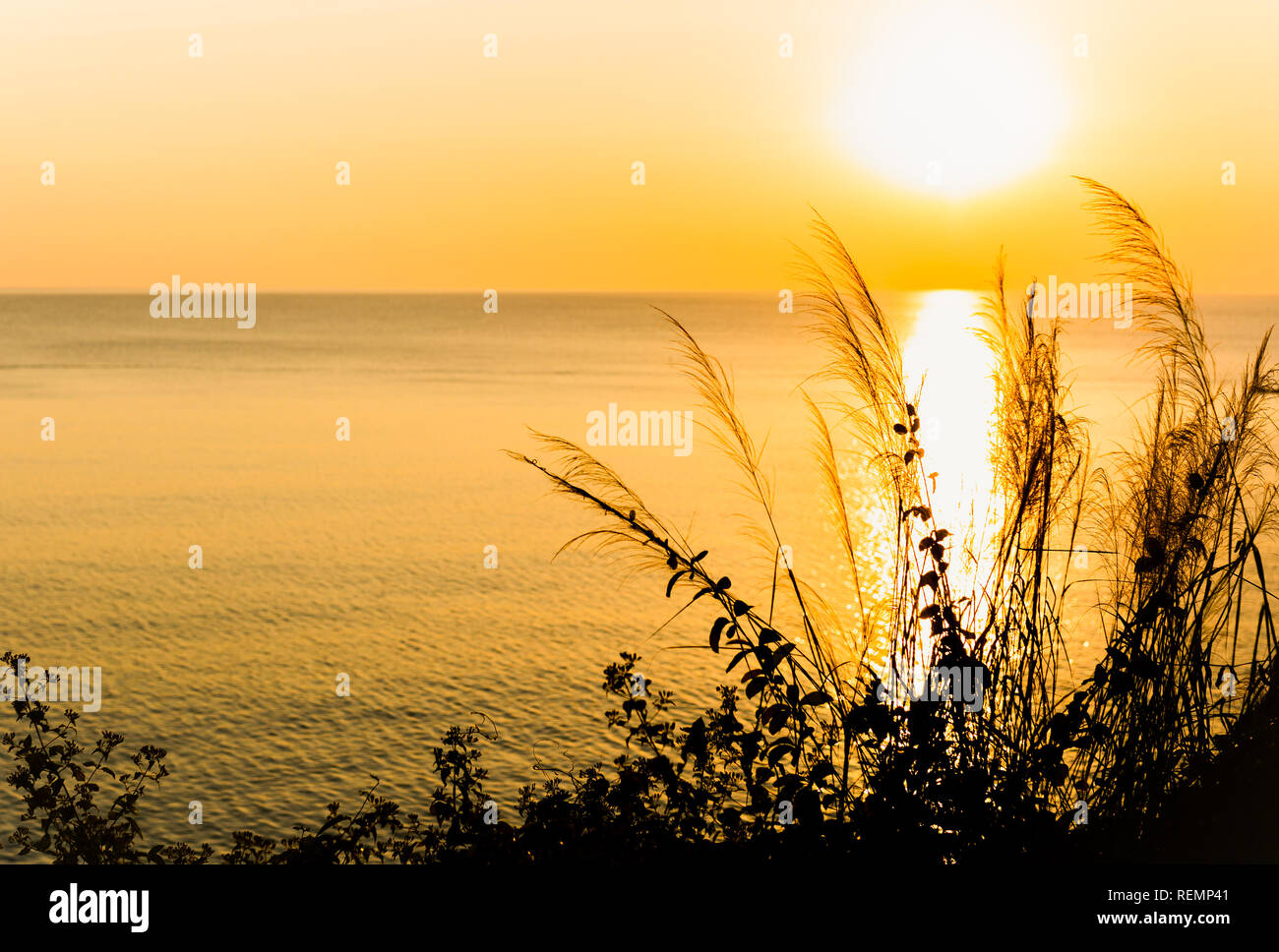 Grass flower with nature sunset Sunrise over ocean Stock Photo - Alamy