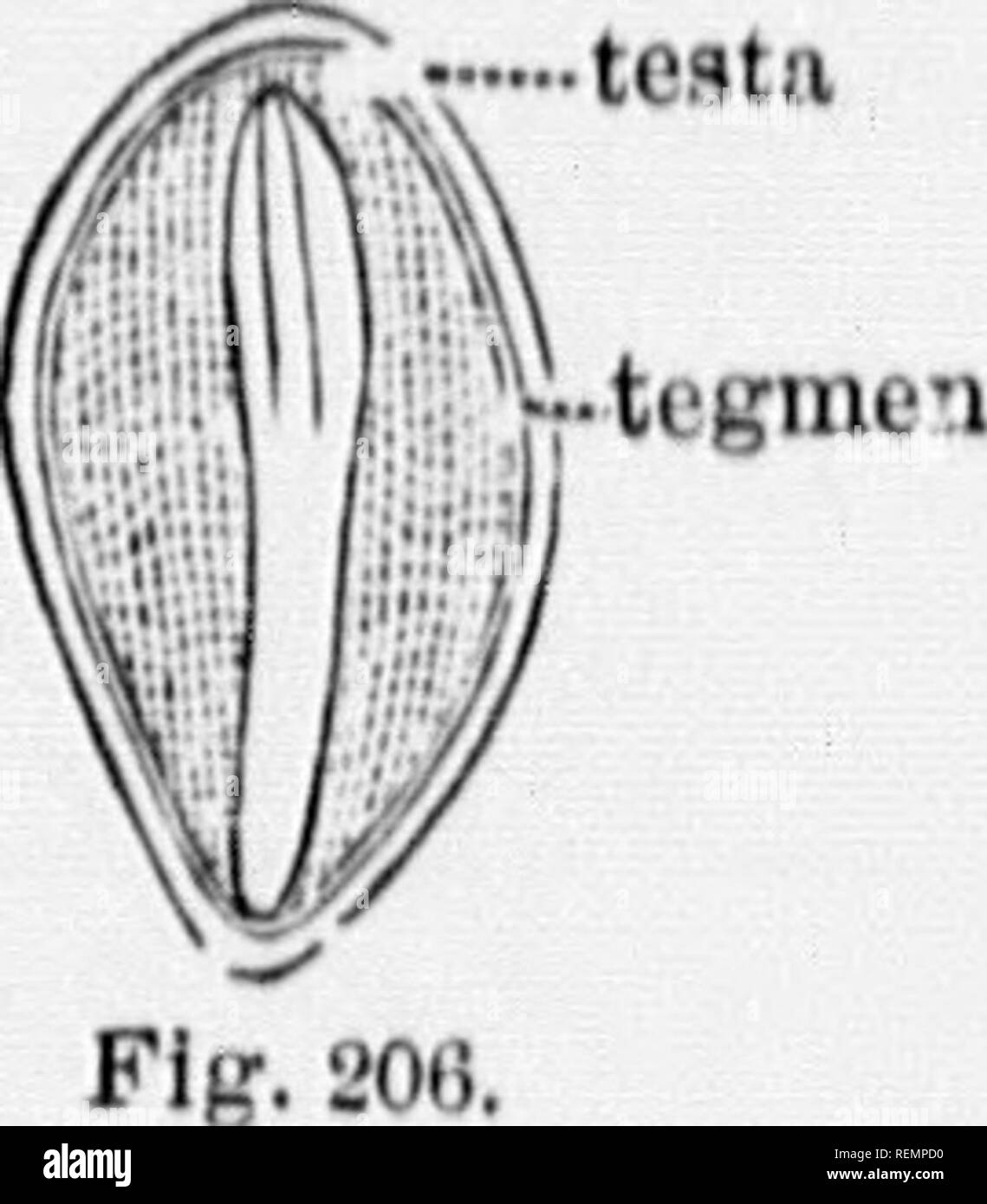 Young plantlet Black and White Stock Photos & Images - Alamy