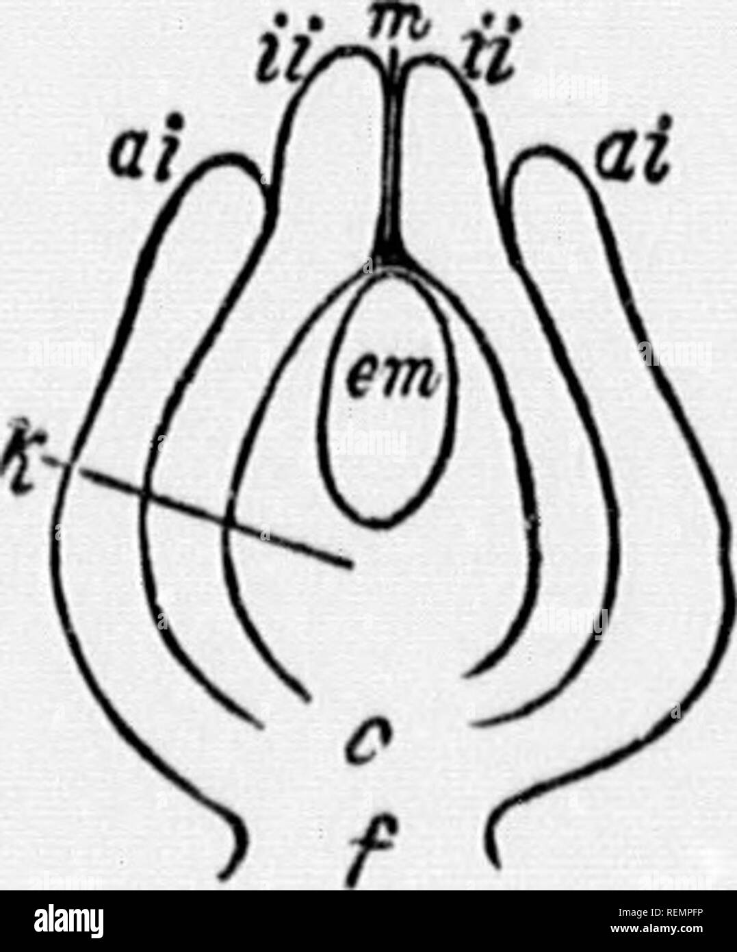 Apocarpous ovary hi-res stock photography and images - Alamy