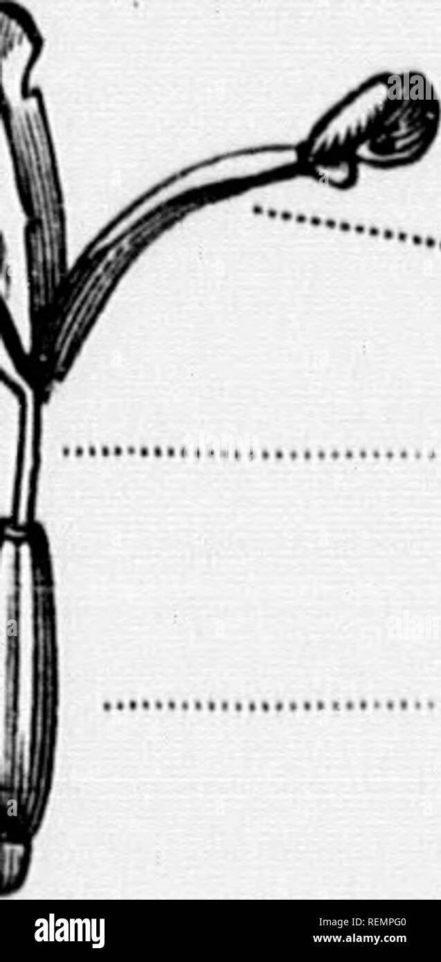 Apocarpous ovary hi-res stock photography and images - Alamy