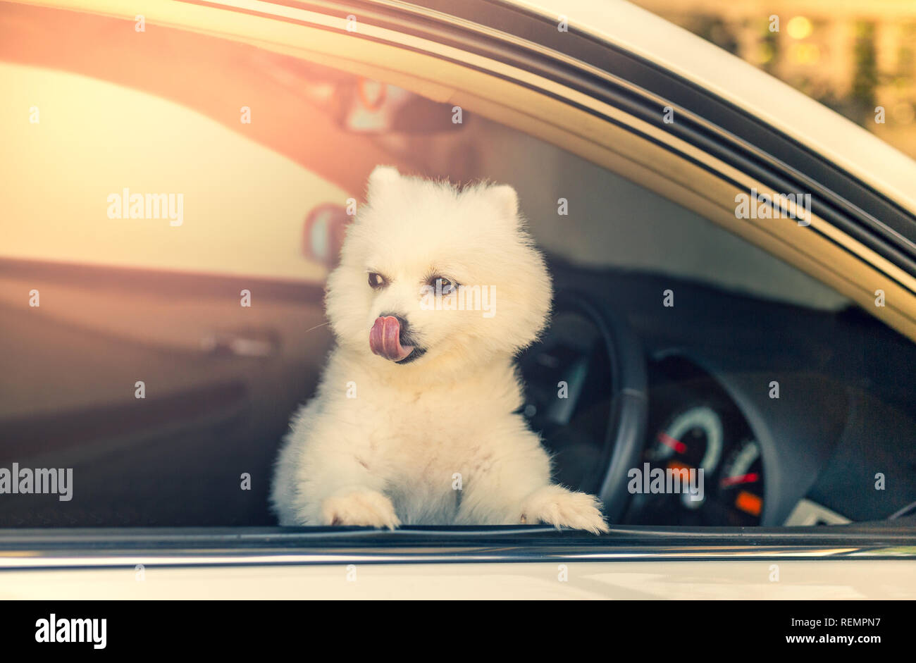 White Pomeranian dog looking out of the car window waiting for owner ...