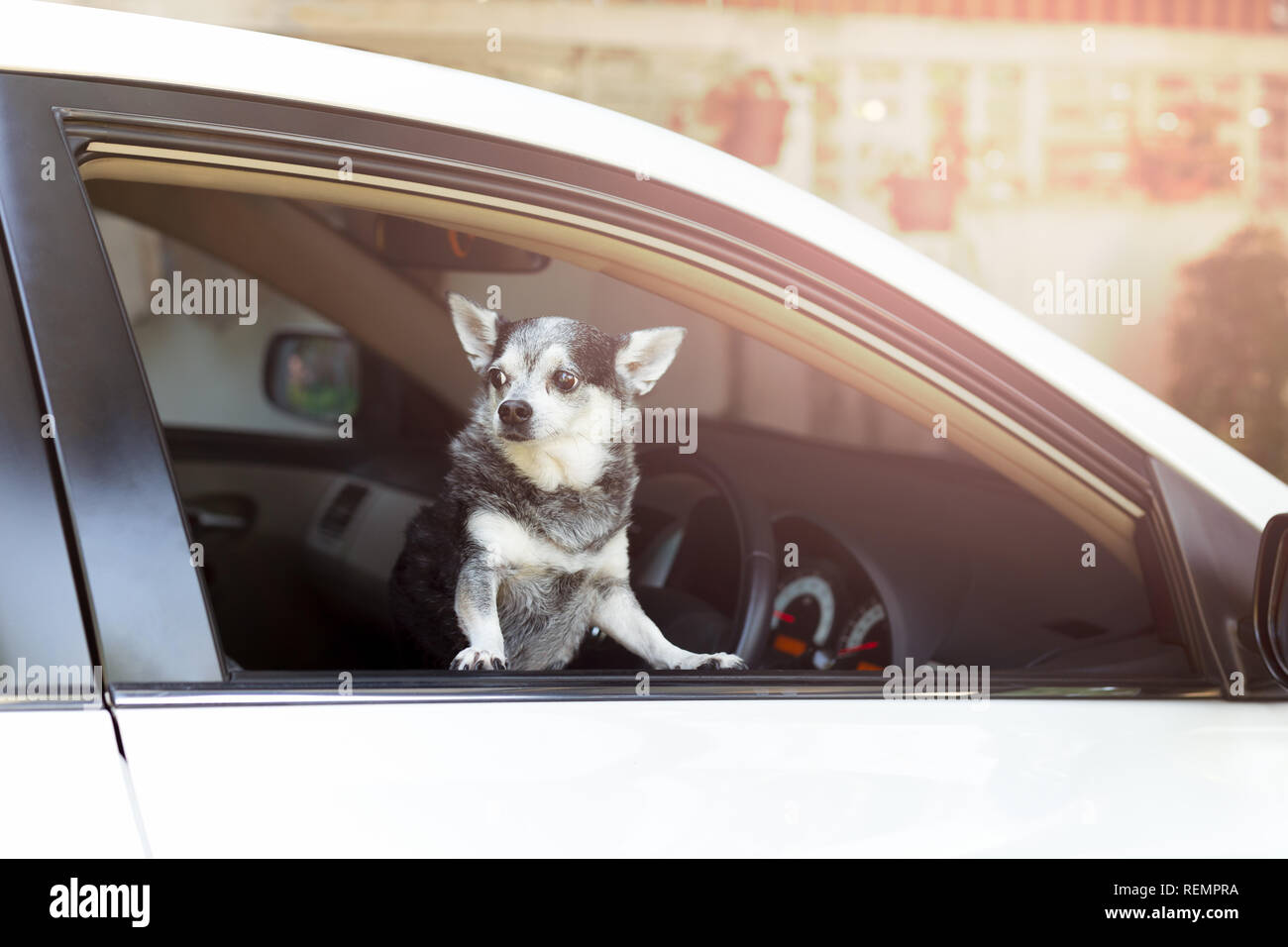 Chihuahuadog hi-res stock photography and images - Alamy