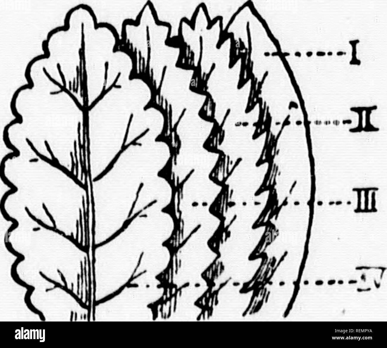 Ciliate margin hi-res stock photography and images - Alamy