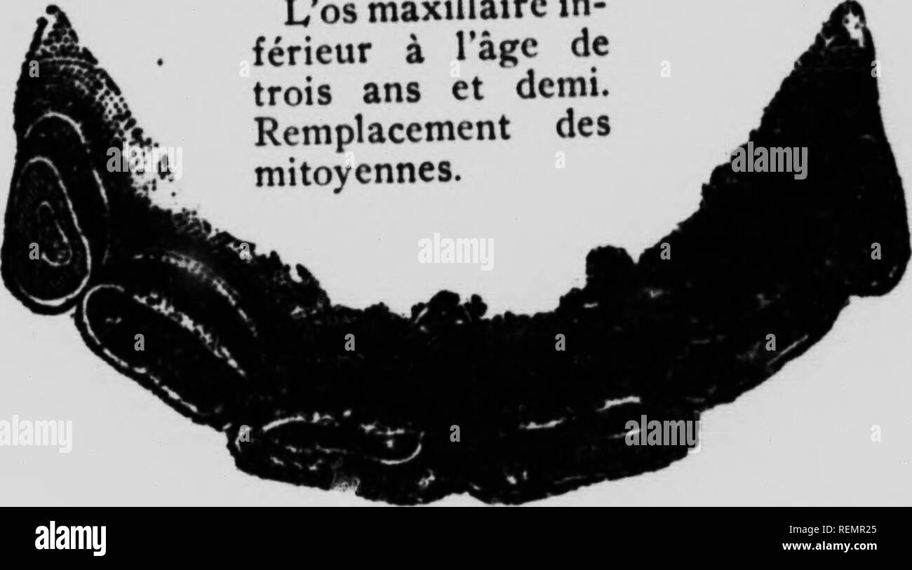 La naissance du cheval hi-res stock photography and images - Alamy