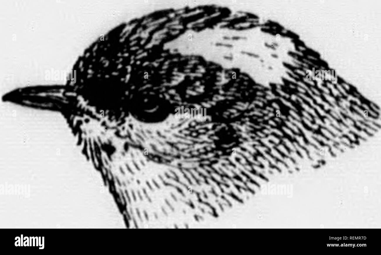 B crowned Black and White Stock Photos & Images - Alamy