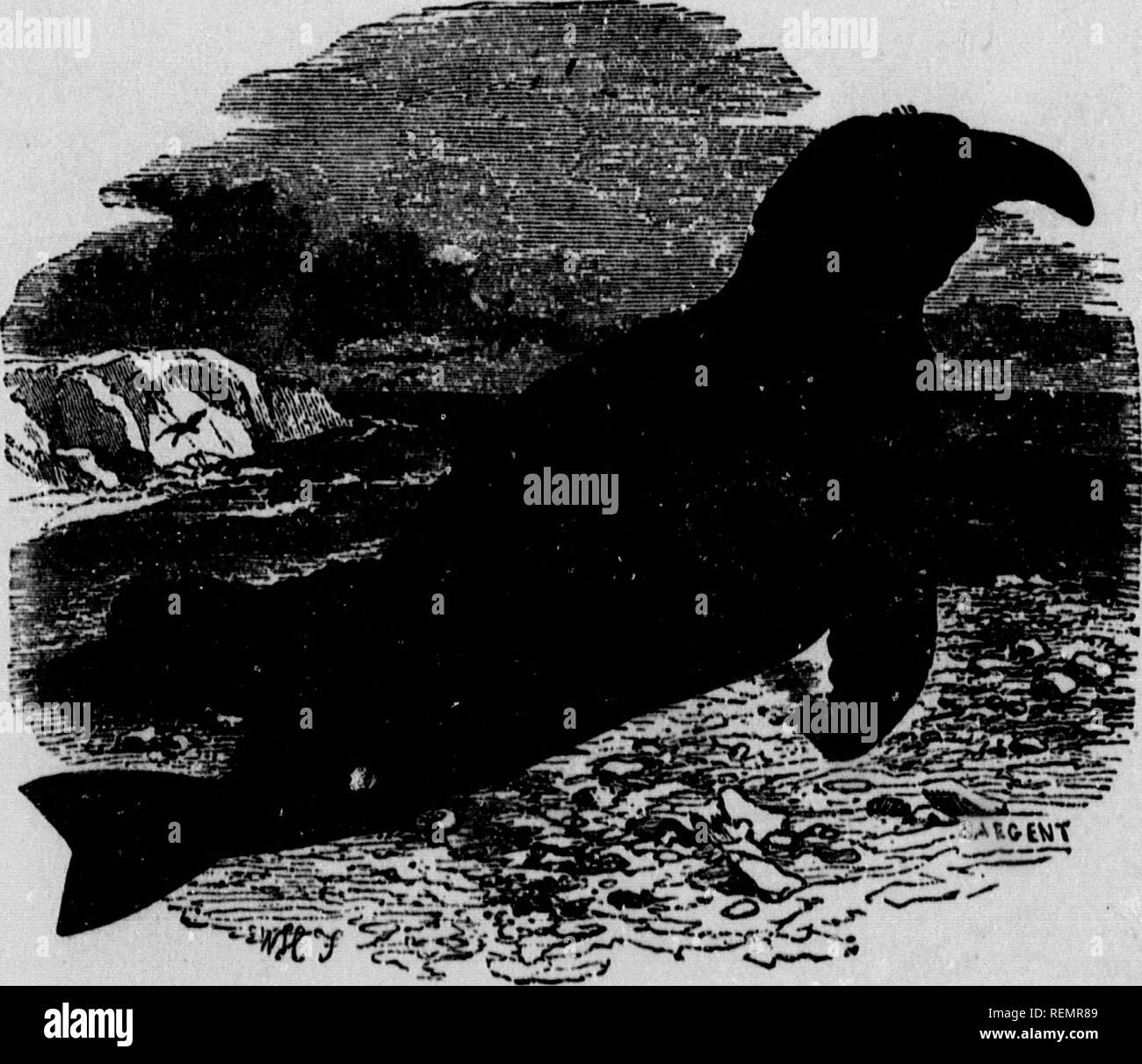 . Sea and land [microform] : an illustrated history of the wonderful ...