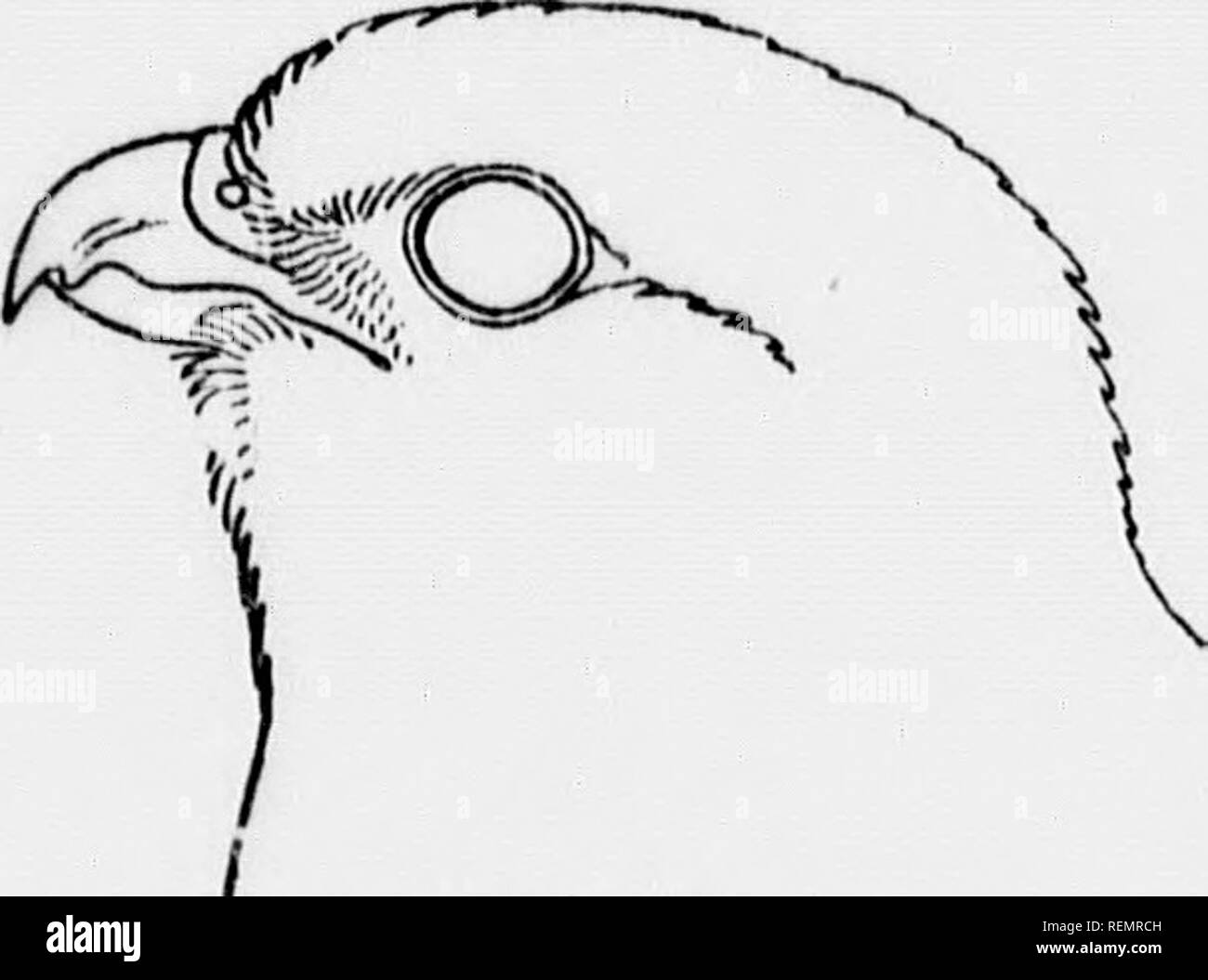 . Birds of village and field [microform] : a bird book for beginners ...