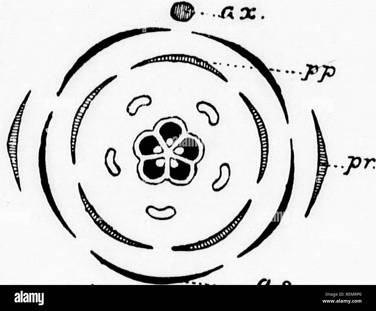 Two different halved flowers Black and White Stock Photos & Images - Alamy