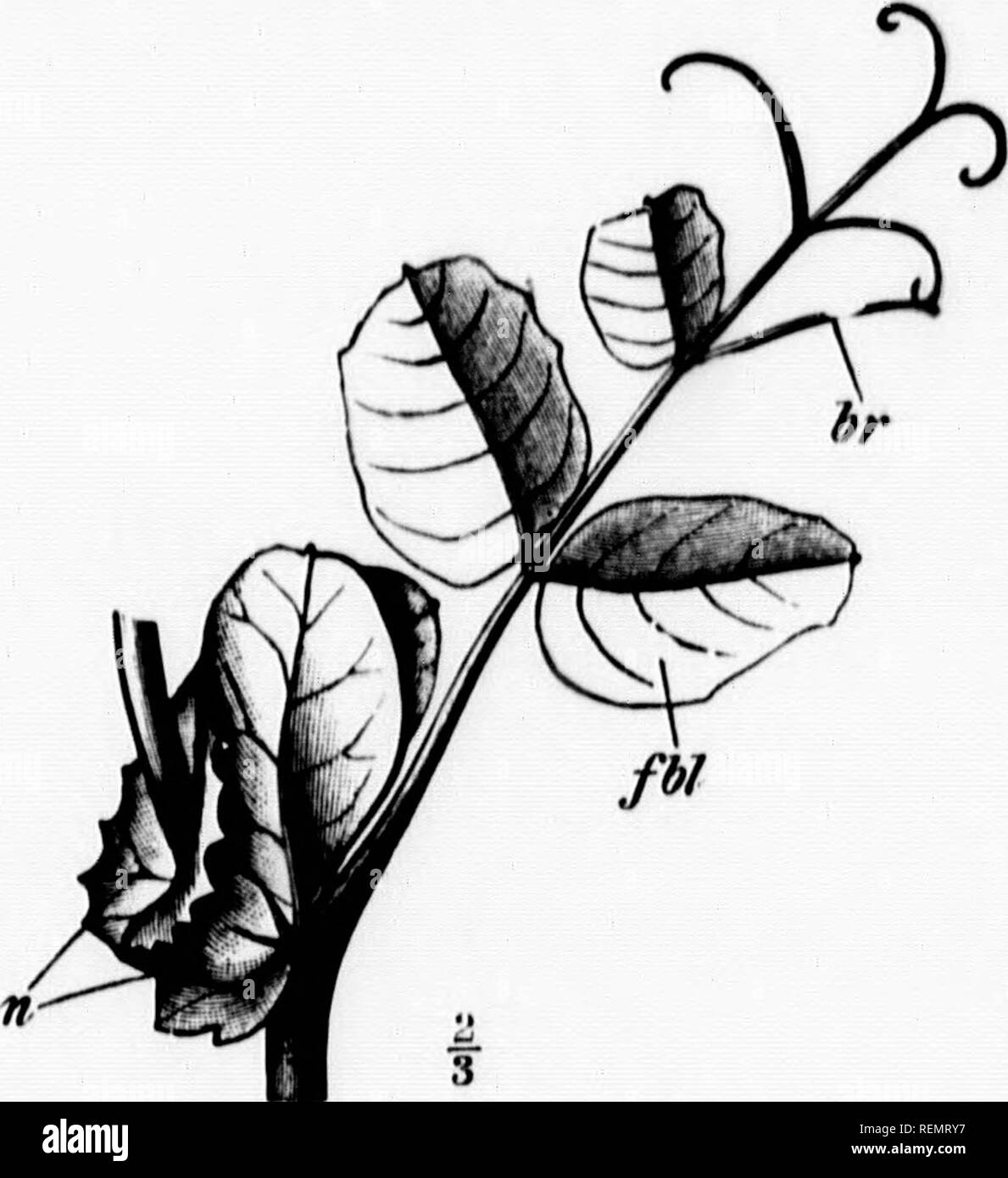 Terminal leaflet Black and White Stock Photos & Images - Alamy