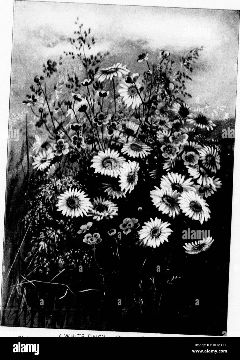 Two buttercup feet Black and White Stock Photos & Images - Alamy