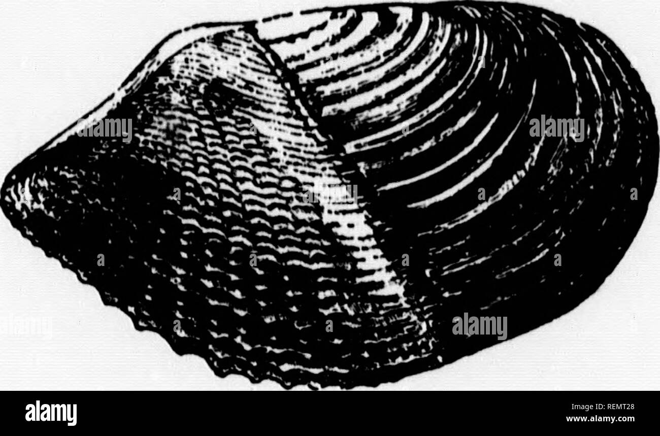 Clam growth Black and White Stock Photos & Images - Alamy