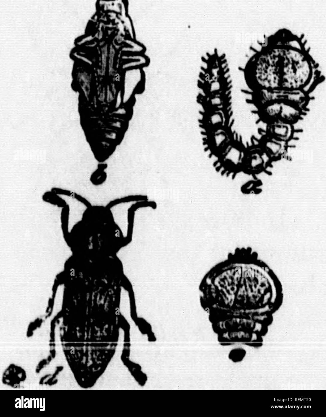 Pests channel hi-res stock photography and images - Alamy