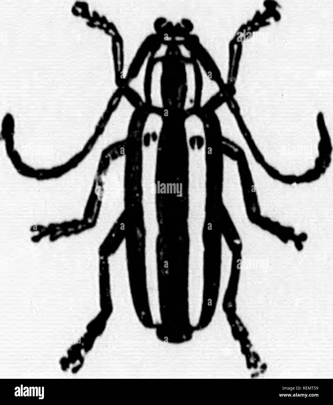 Pests channel Black and White Stock Photos & Images - Alamy