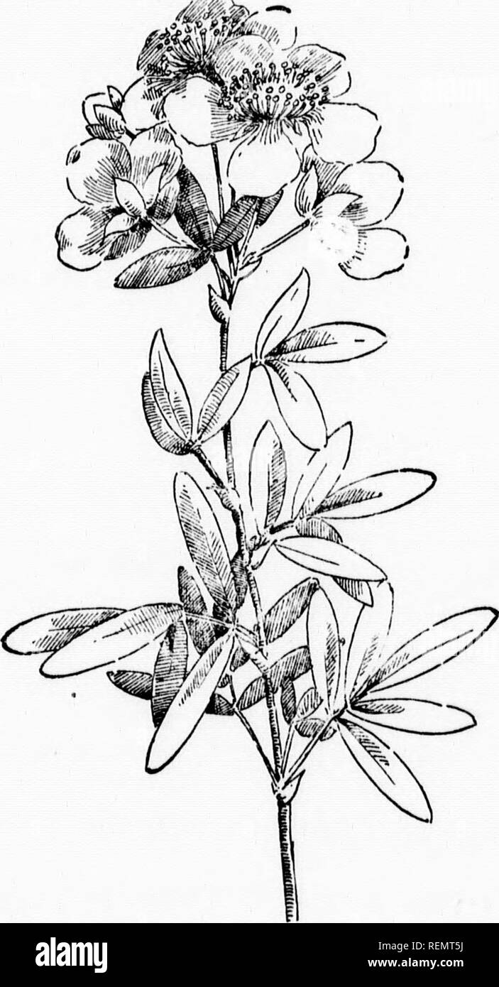 Cinquefoil shape hi-res stock photography and images - Alamy