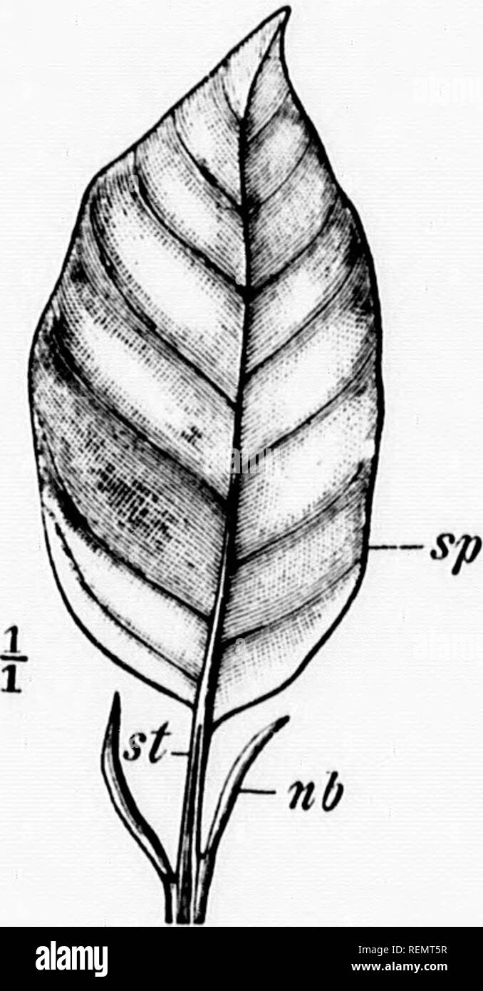 Leaf With Stipules Stock Photos & Leaf With Stipules Stock Images - Alamy