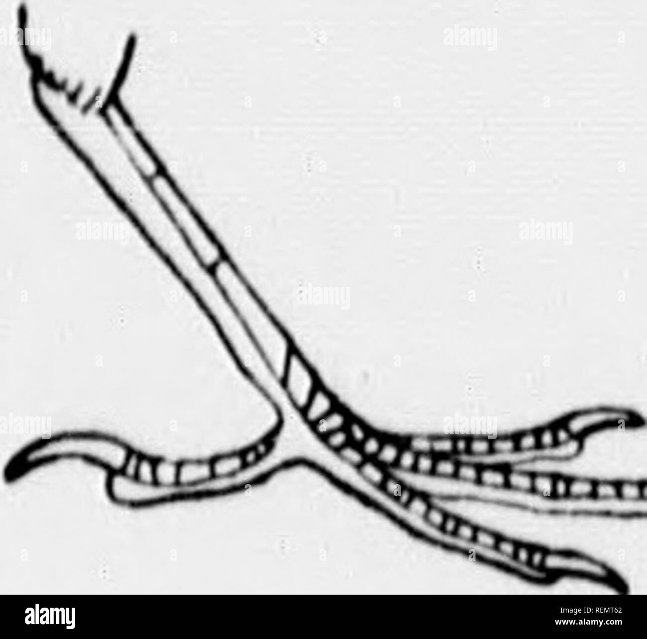 Swifts bird Black and White Stock Photos & Images - Alamy