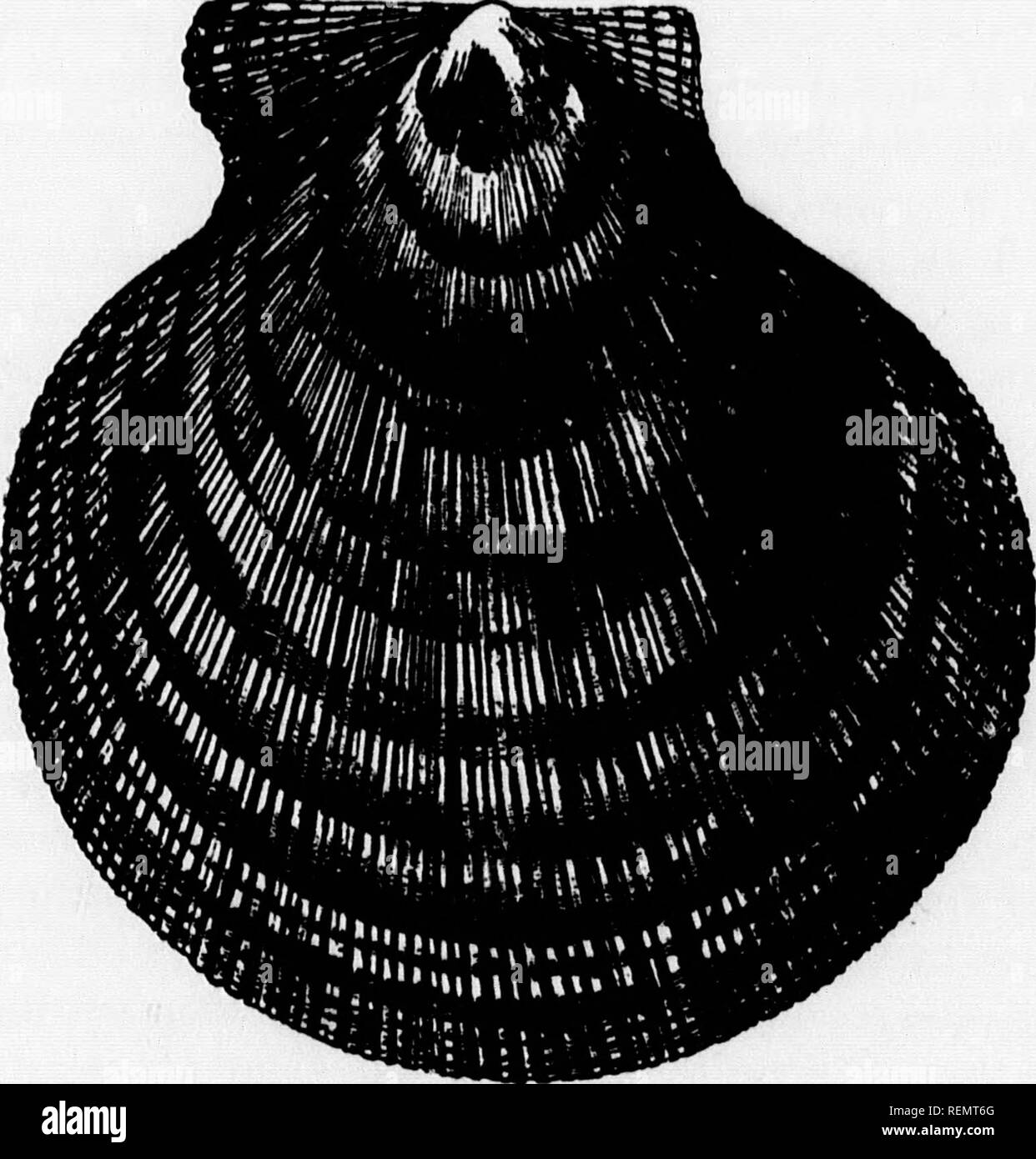 Bay scallop cape cod hi-res stock photography and images - Alamy