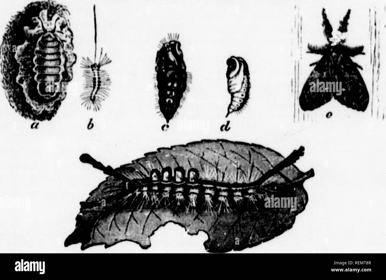 Pint Quart Gallon Black and White Stock Photos & Images - Alamy