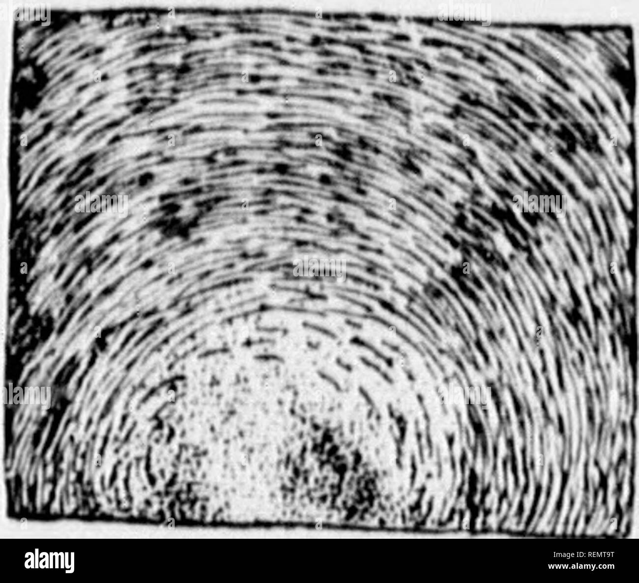 Black and yellow worm Black and White Stock Photos & Images - Alamy