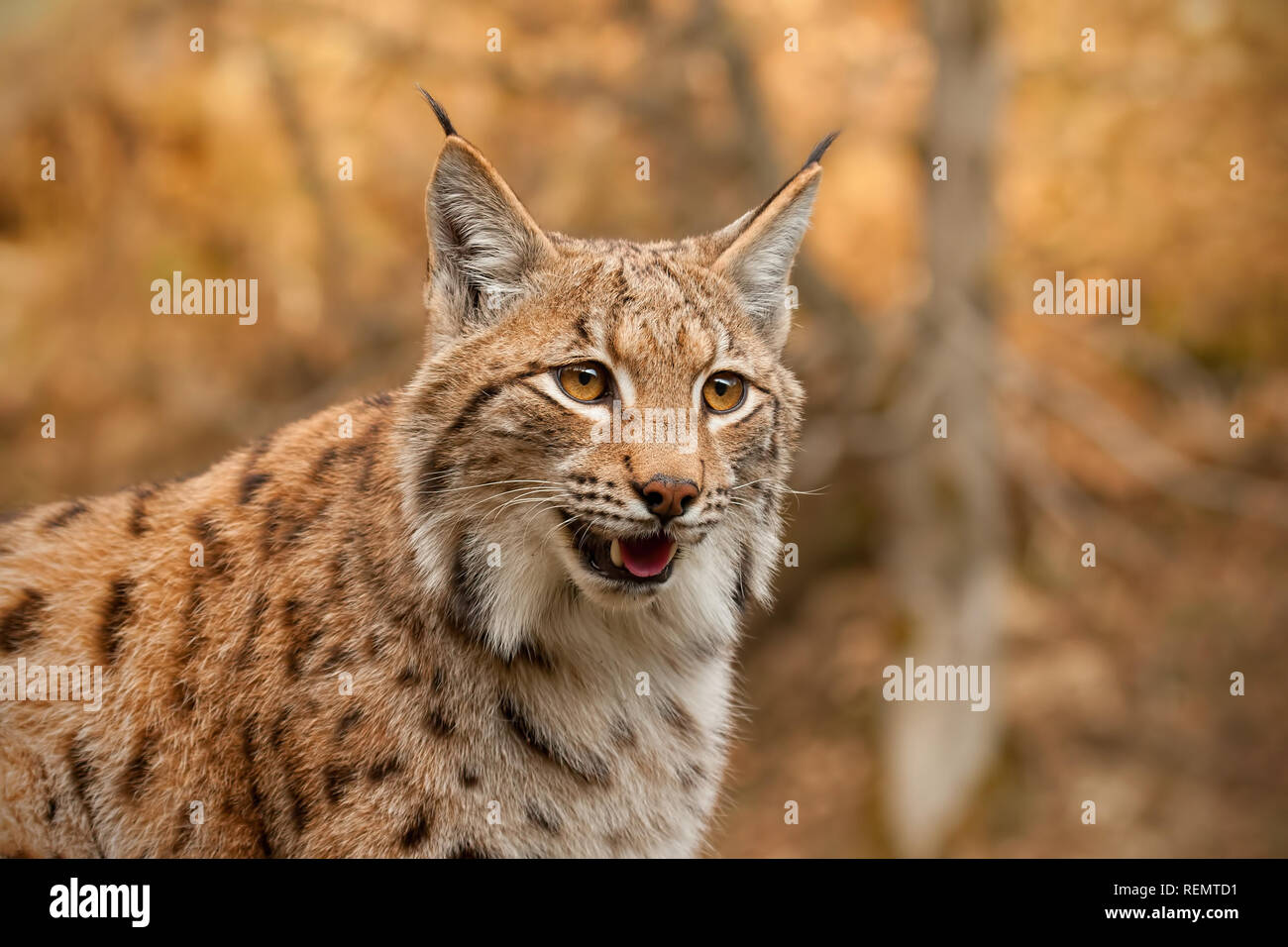 Close up lynx cat hi-res stock photography and images - Alamy