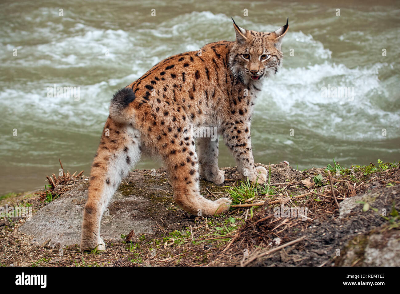 Eursian lynx near water stream looking behind itself Stock Photo - Alamy