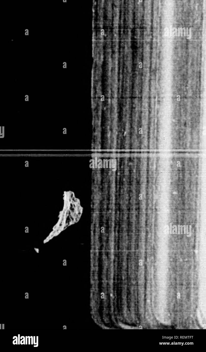 Brown eare hi-res stock photography and images - Alamy