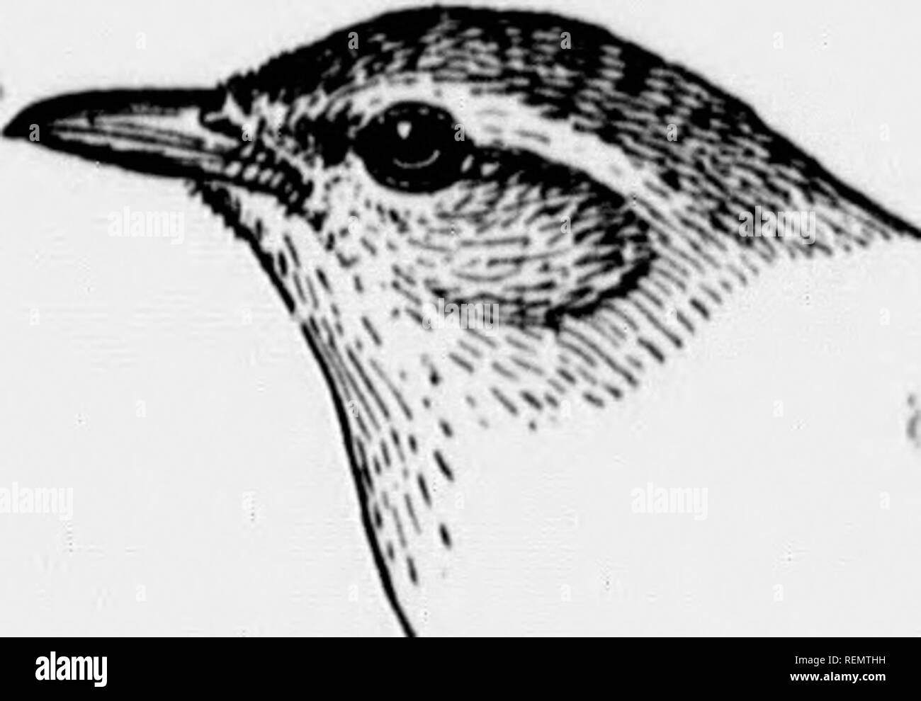 Warbling vireo Black and White Stock Photos & Images - Alamy