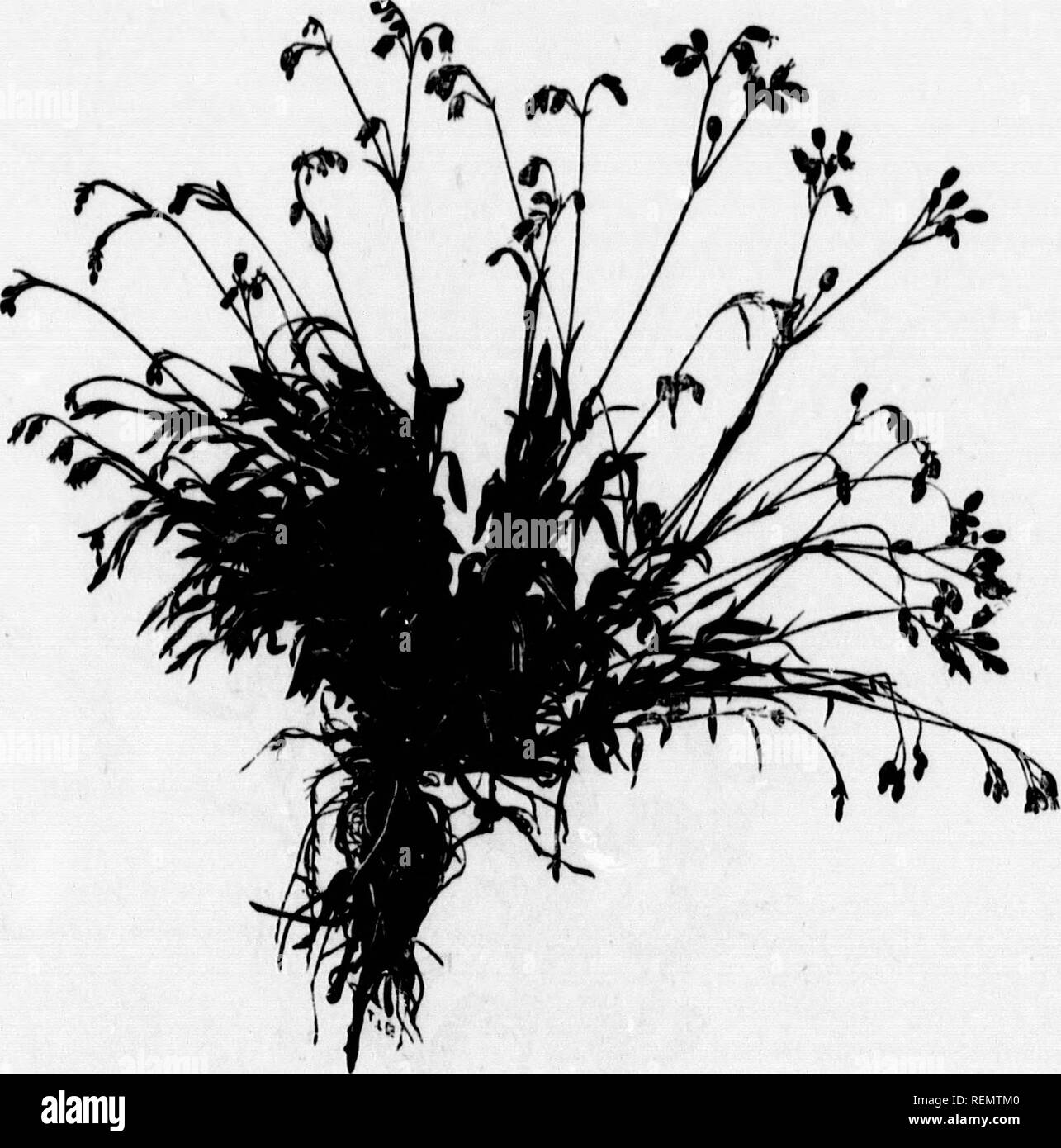 Crop campion hi-res stock photography and images - Alamy