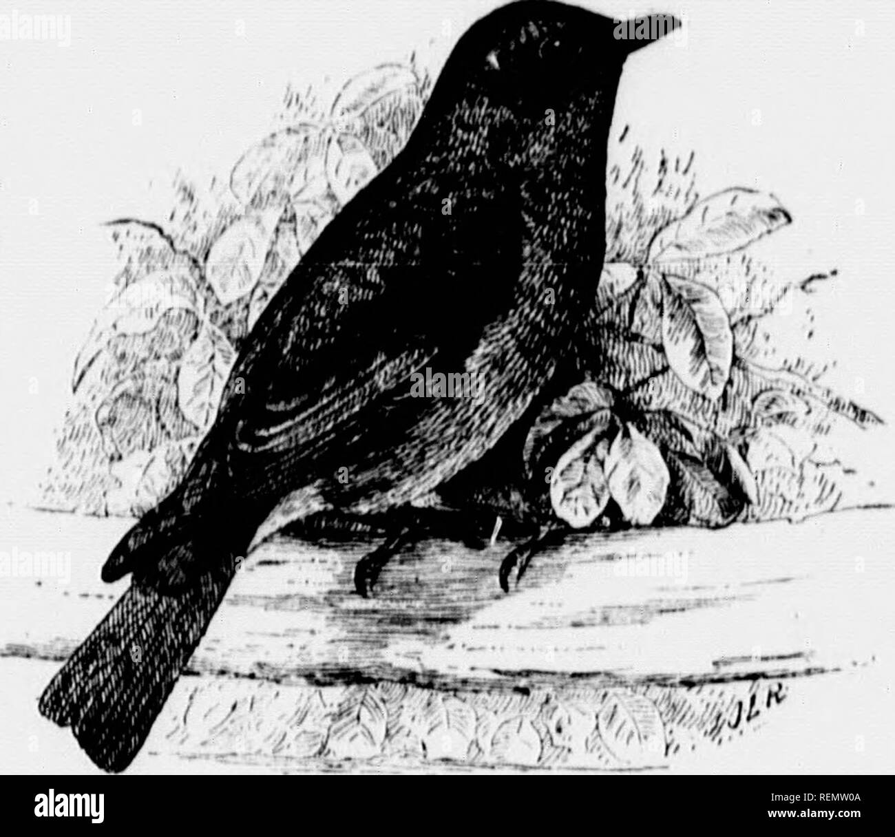 Male fid bird hi-res stock photography and images - Alamy