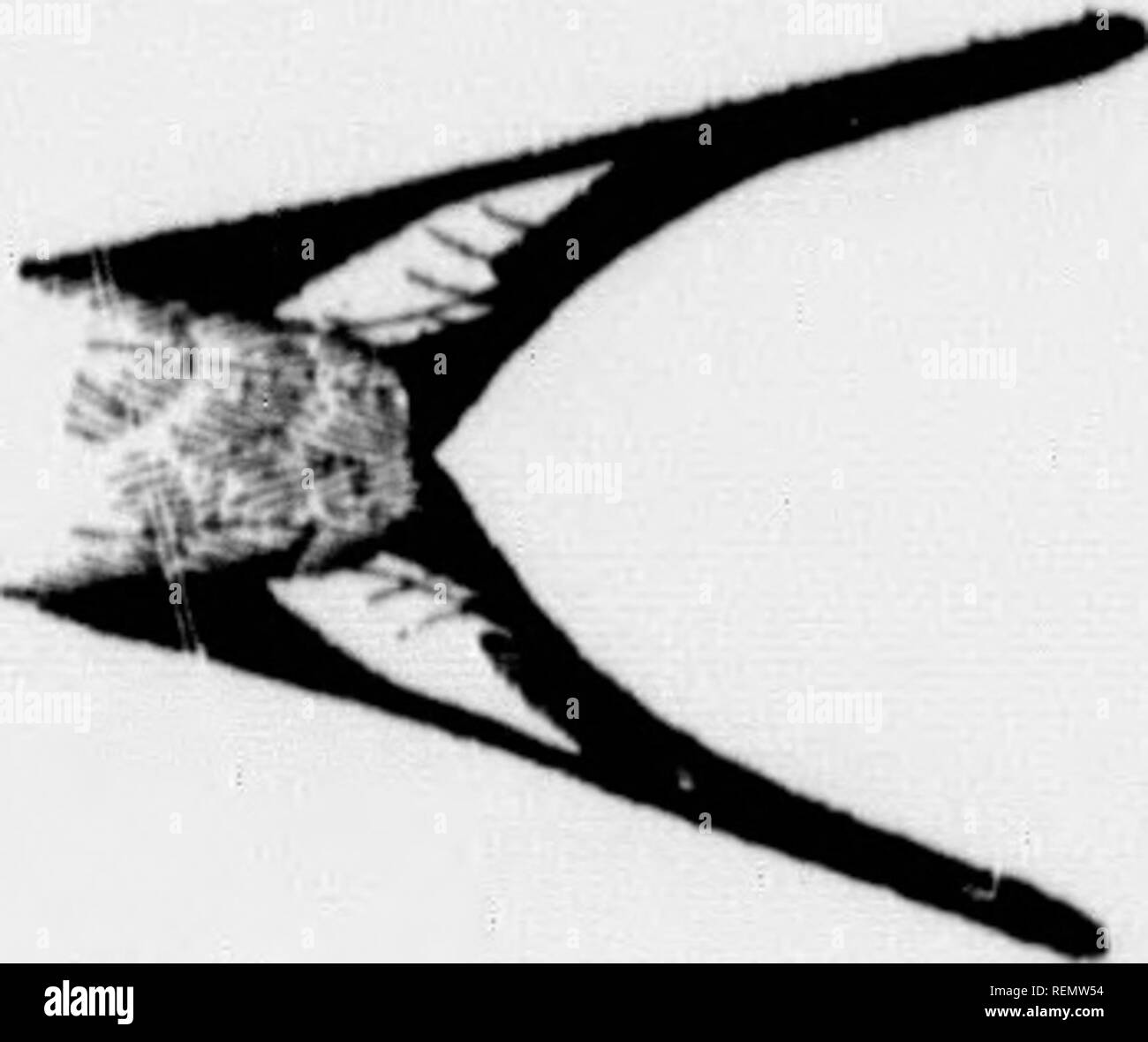 Blu jay Black and White Stock Photos & Images - Alamy