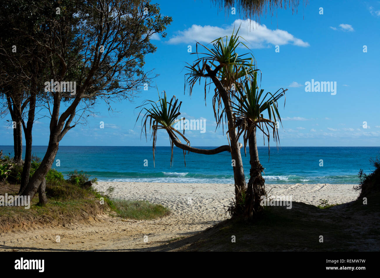 Home Beach and a Pandanus tree, Point Lookout, North Stradbroke Island ...