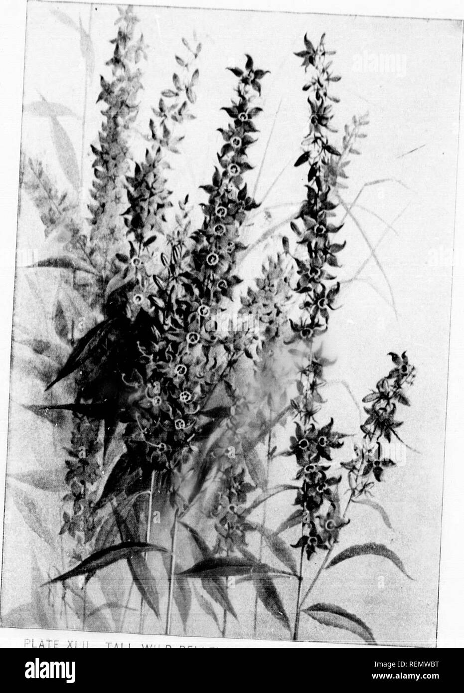 Tali plate Black and White Stock Photos & Images - Alamy