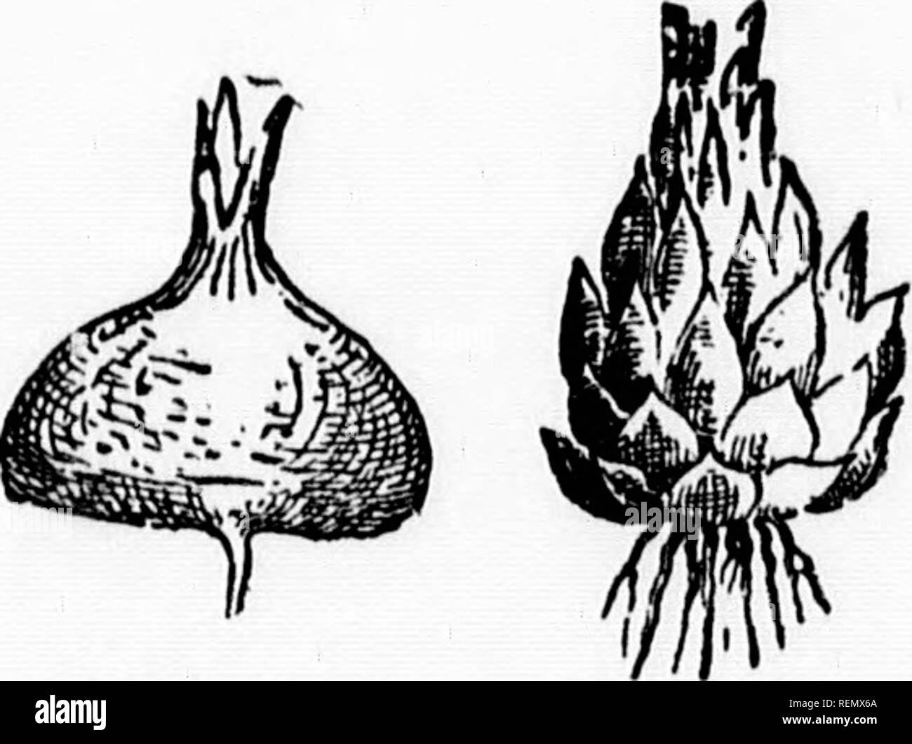 . A guide to the wild flowers [microform]. Wild flowers; Botany; Fleurs ...