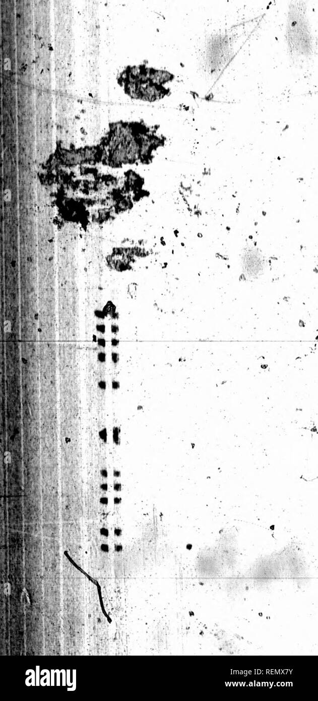 Moj court Black and White Stock Photos & Images - Alamy