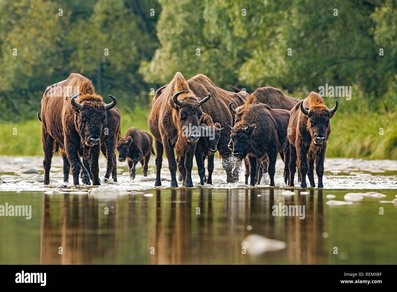 Bison bison herd walking hi-res stock photography and images - Alamy