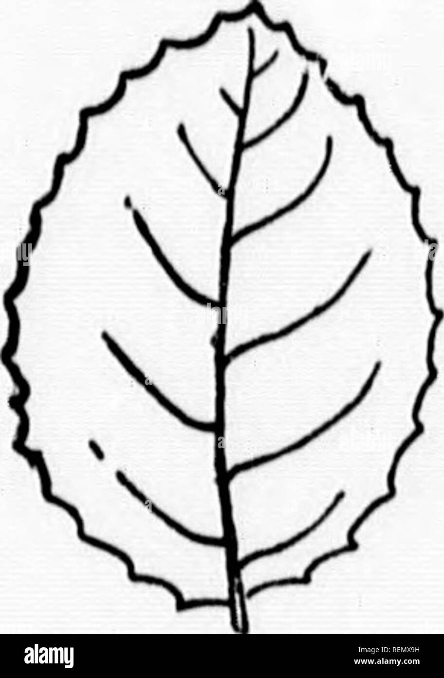 Leaves oblanceolate to linear Black and White Stock Photos & Images - Alamy